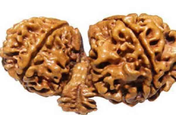Significance of Garbha Gauri Nepali Rudraksha | garbha gauri rudraksha